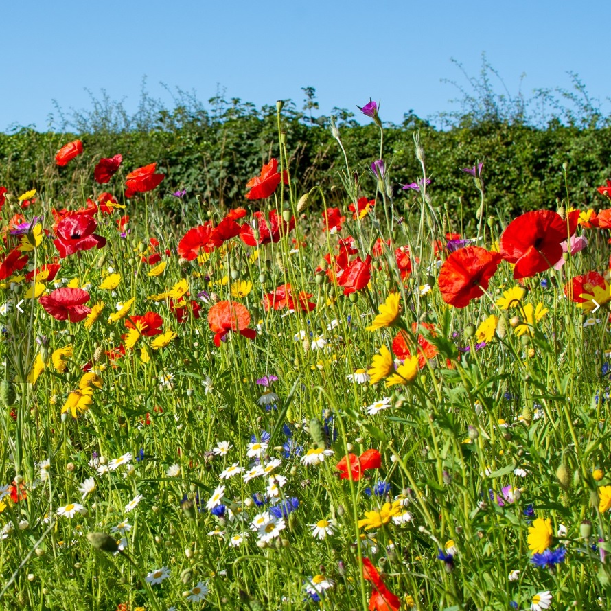 How and Why to Make a Wildflower Area in Your Garden – Buxton Gardens